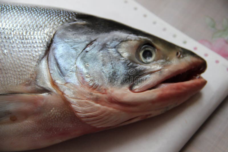 Fresh Salmon Steak with Lettuce Leaves Stock Photo - Image of green ...