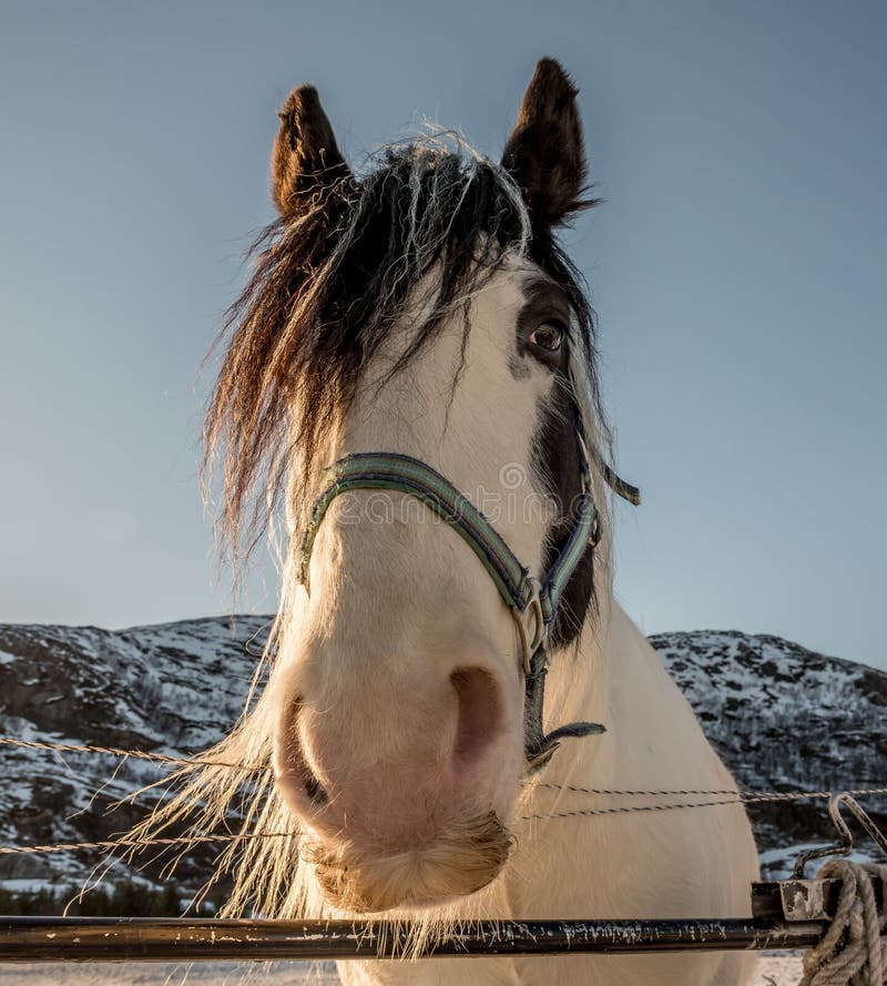 Head of friesian horse stock image. Image of horse, blue - 95403135