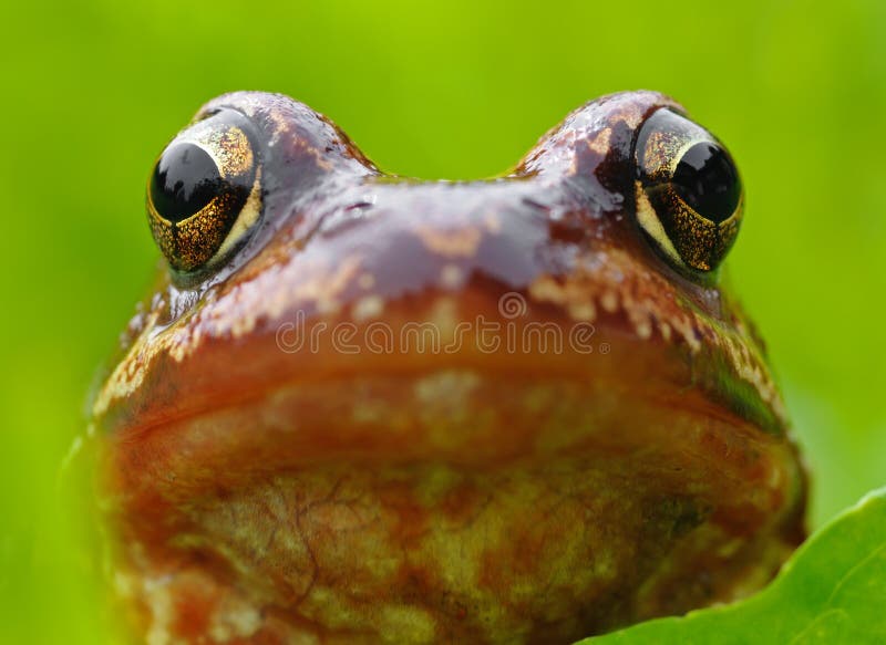 Head of frog stock photo. Image of green, amphibia, frog - 13148430