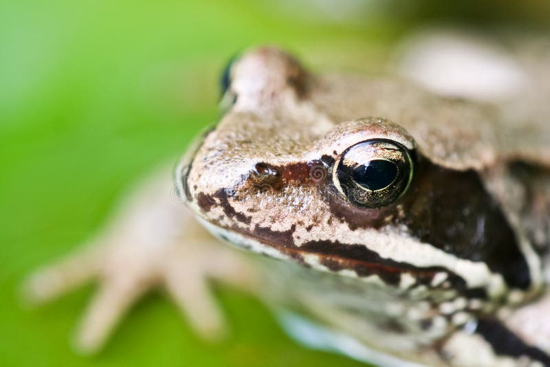 Head of the frog stock image. Image of nature, green - 22266299