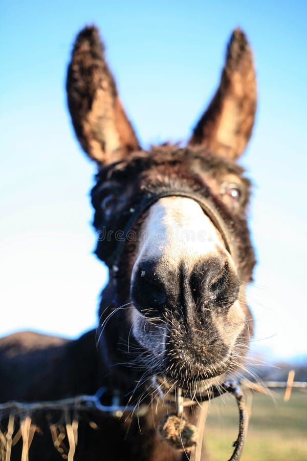 Donkey chewing the fence stock image. Image of farmyard - 55517073