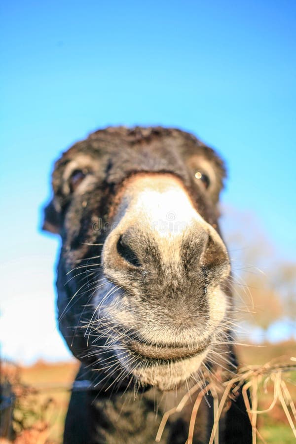 Donkey chewing the fence stock image. Image of farmyard - 55517073