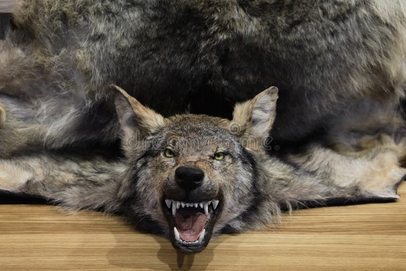 Head and Fur of Killed Wolf. Stock Image - Image of predator ...