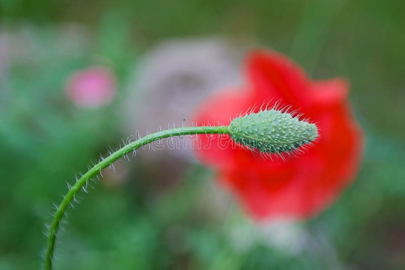 Head of a Future Poppy Flower Stock Image - Image of detail, food: 32014187