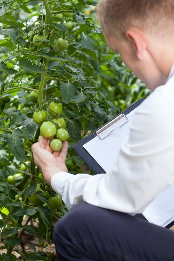 Quality Control In Greenhouse Stock Photo - Image of check, checking ...