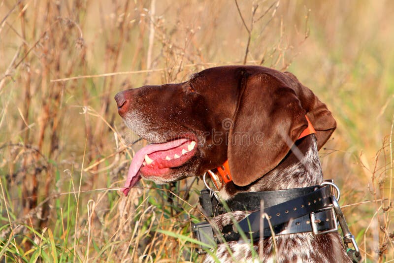 Head of German pointer stock photo. Image of lying, hair - 16715390