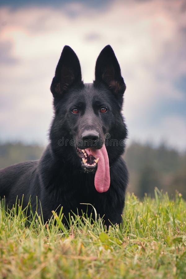 Black and Tan German Shepherd in the Meadow Stock Photo - Image of ...