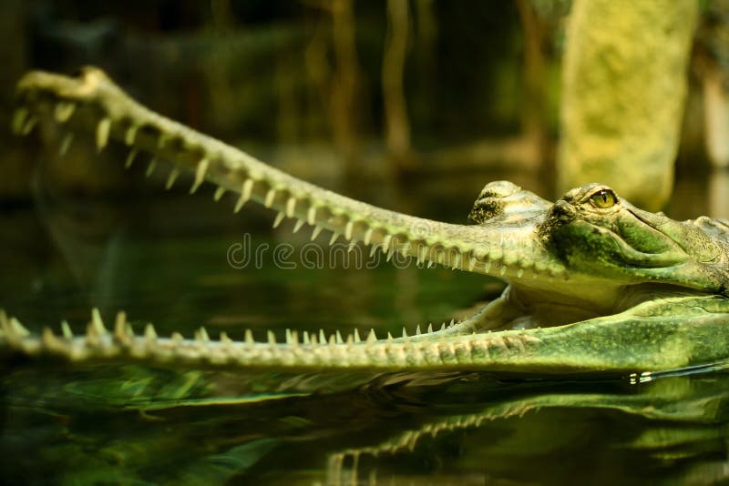 Gharial stock image. Image of gavialidae, gharial, fisheating - 26409807
