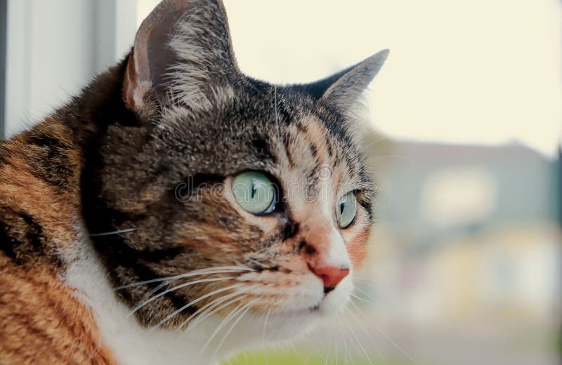 Head of a Ginger Domestic Cat Close-up. the Cat Looks Outside Stock ...
