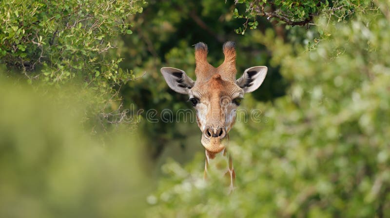 The Head of a Giraffe is Higher Than the Leaves of an Acacia Tree Stock ...