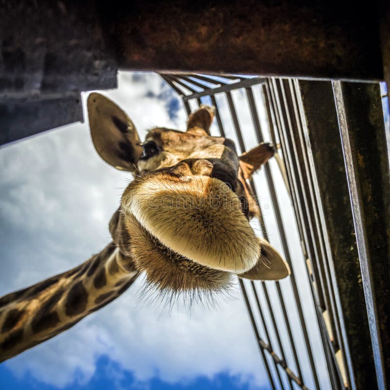 The Head of the Giraffe is Looking at the Camera from Above Close Stock ...
