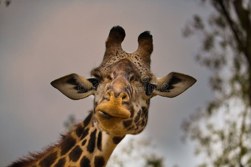 Forward Facing Head Neck Silhouette Stock Photos - Free & Royalty-Free ...