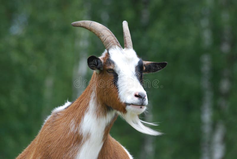 Rear View of a Toggenburg Goat Looking Away Against White Background ...