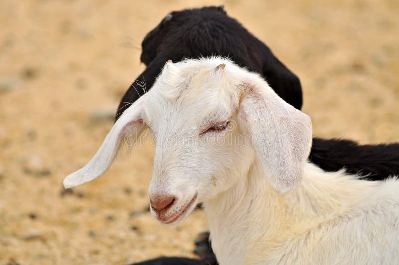 Head of Goat stock photo. Image of horn, cattle, head - 26568780