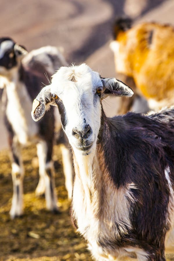 Head of goat stock image. Image of mountain, outdoors - 26901555