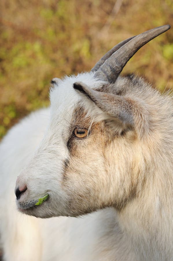 Head of a goat stock image. Image of paridigitates, close - 28925989