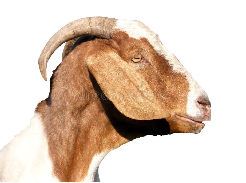 Goat Profile