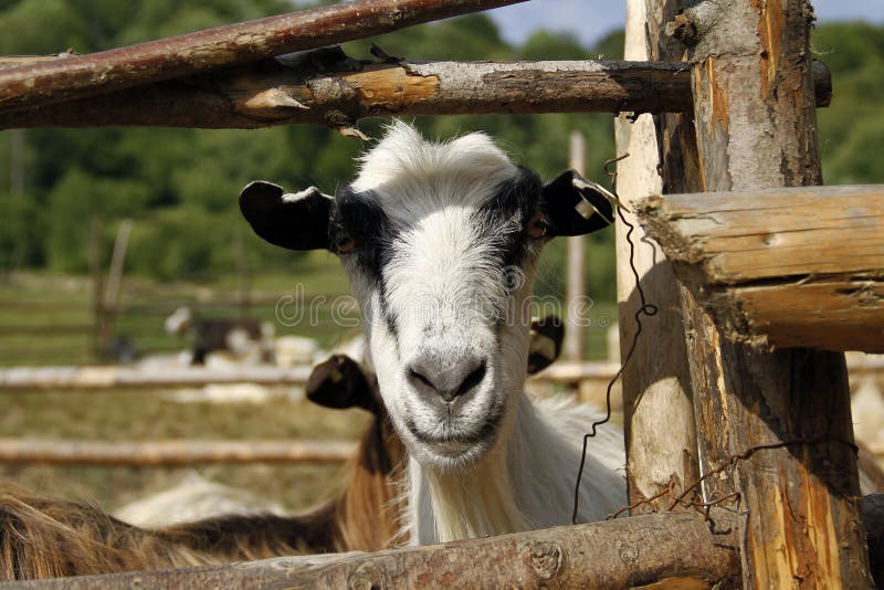 Head of a goat stock photo. Image of herbivorous, fold - 32668078