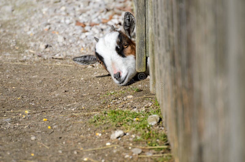 Head of a Goat Stuck by the Fence Stock Image - Image of grass, mammal ...