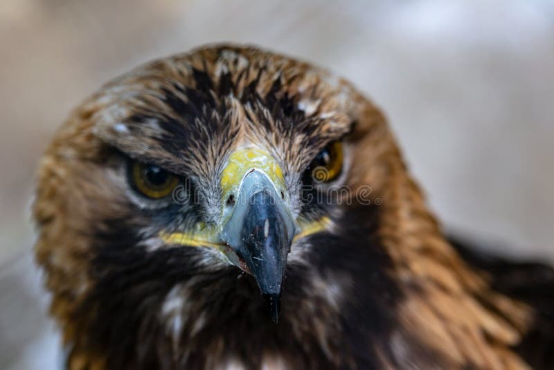 Golden eagle close up stock photo. Image of creature - 118504276