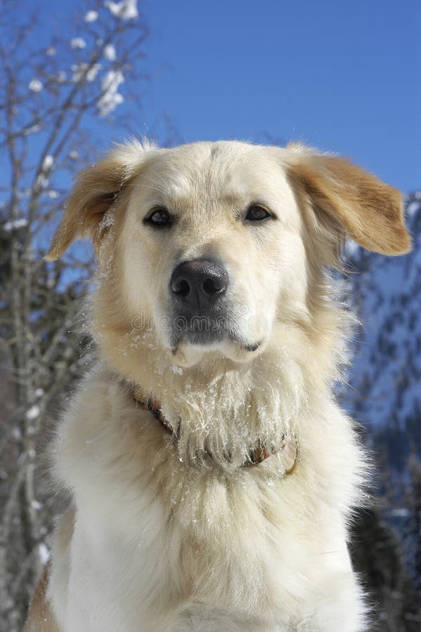 Head of a Golden Retriever Half Breed in Front of Blue Sky Stock Image ...