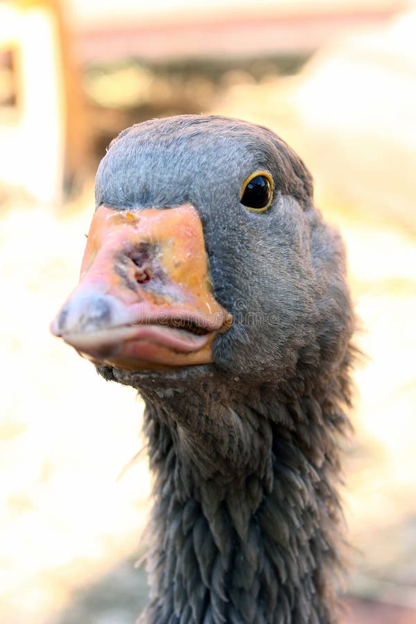 640 Goose Face Close Up Stock Photos - Free & Royalty-Free Stock Photos ...
