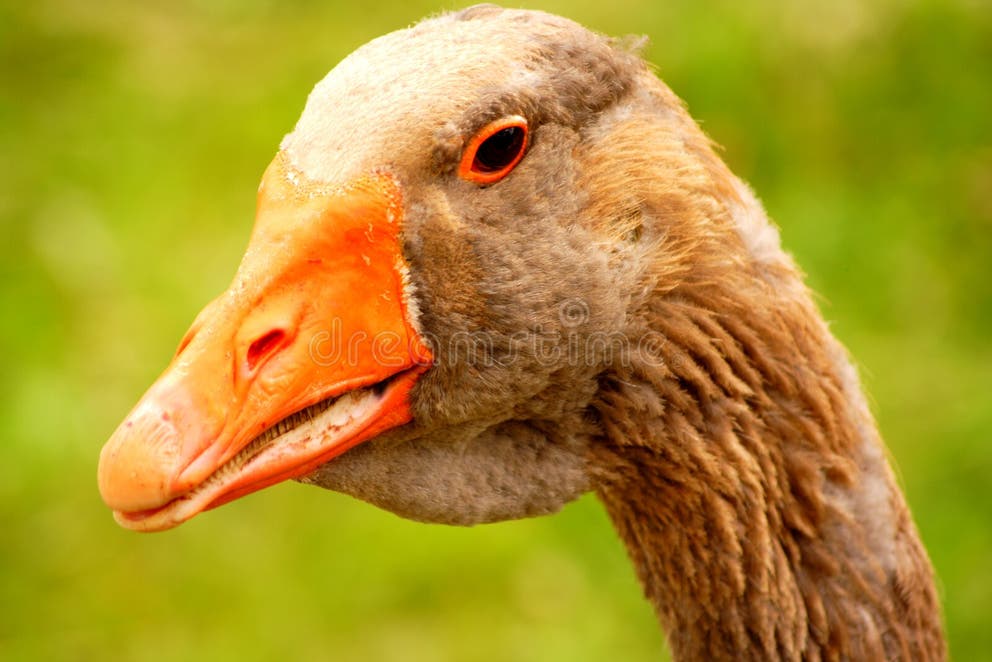 Head of goose stock image. Image of rural, meadow, gras - 3031403