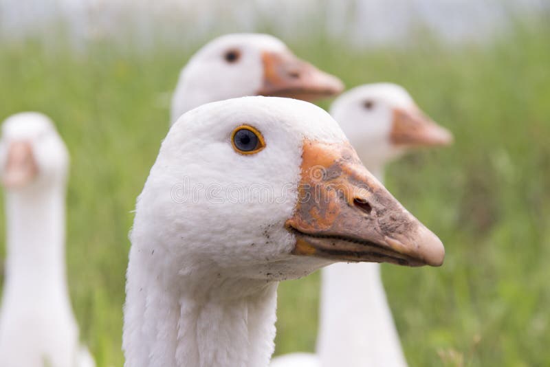 Head of goose stock image. Image of rural, meadow, gras - 3031403