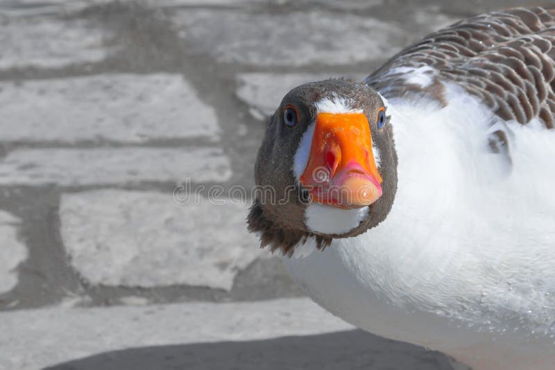 Head of the goose close up stock image. Image of fluffy - 89218943