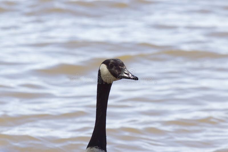 Head of goose stock image. Image of rural, meadow, gras - 3031403