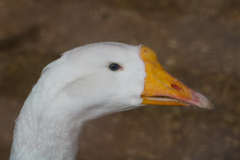 Brown goose head stock image. Image of animal, geese - 61107537