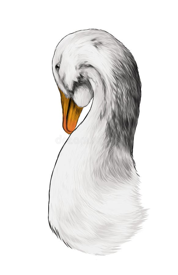 Goose Profile Stock Illustrations – 518 Goose Profile Stock ...