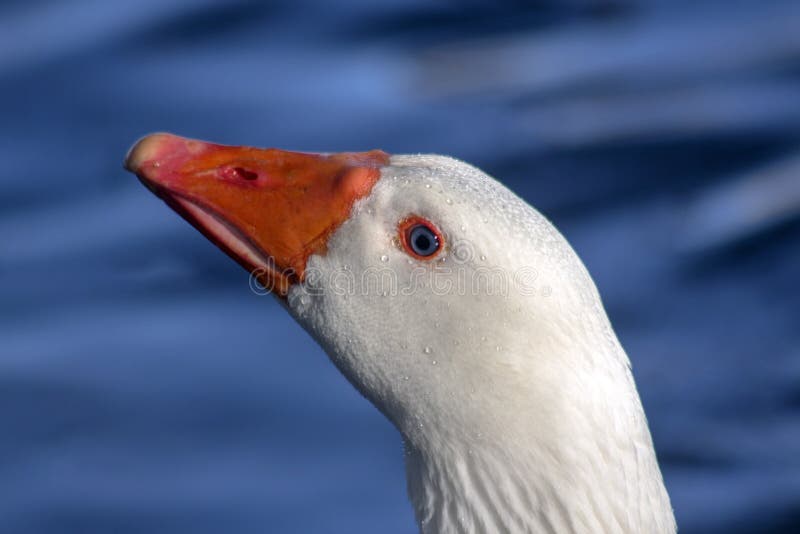 PPortrait of a Goose with Blue Eyes. Closeup. Stock Image - Image of ...