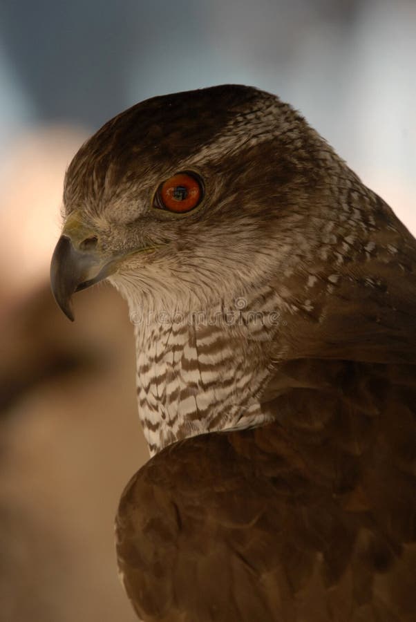 Head of a goshawk stock photo. Image of booted, forest - 261587440