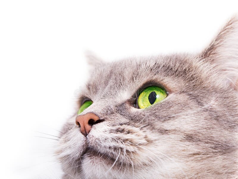 2,296 Cat Looking Left Stock Photos - Free & Royalty-Free Stock Photos ...