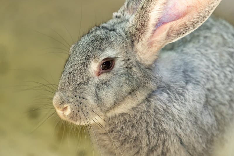 The Head of a Gray Domestic Rabbit. Nice Face Stock Image - Image of ...