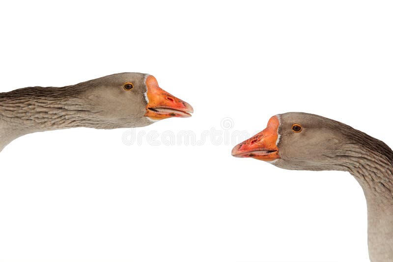 114 Goose Long Neck Isolated Stock Photos - Free & Royalty-Free Stock ...