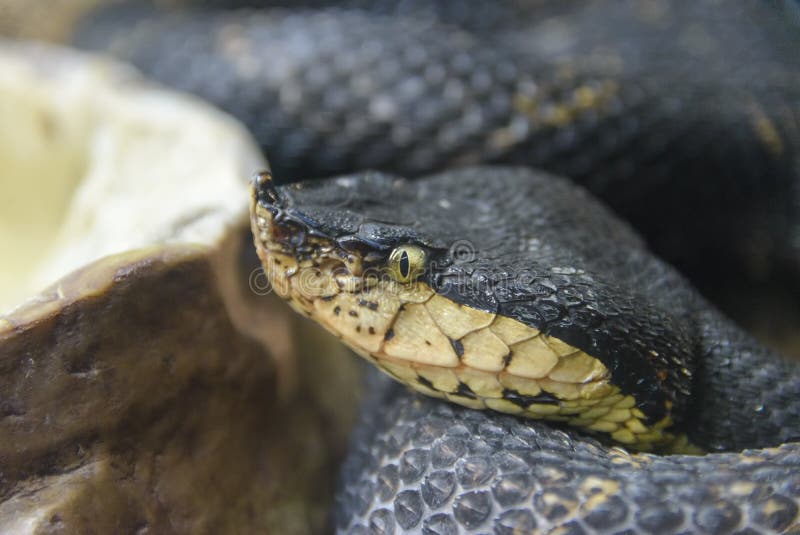 Head of a Gray Poisonous Snake Stock Image - Image of reptile, gray ...