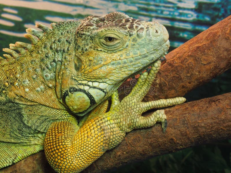 The Head of Green Lizard on a Tree Stock Photo - Image of reptilia ...