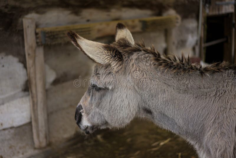 Head of Grey Donkey Side View Inside Barn Stock Photo - Image of animal ...