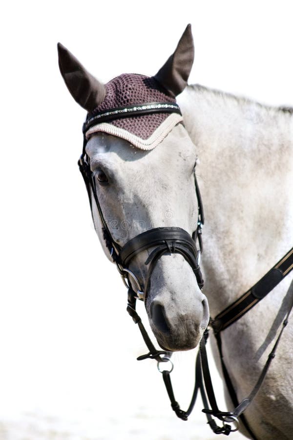 Head of Grey Sporting Horse Stock Photo - Image of guarding, elegant ...