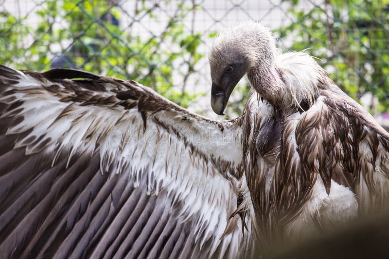 Head of Griffon Vulture Side View Stock Image - Image of scavenger ...