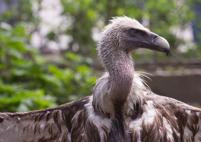Head of Griffon Vulture Side View Stock Photo - Image of beak, plumage ...