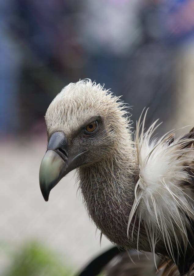 Head of Griffon Vulture Side View Stock Image - Image of griffon ...