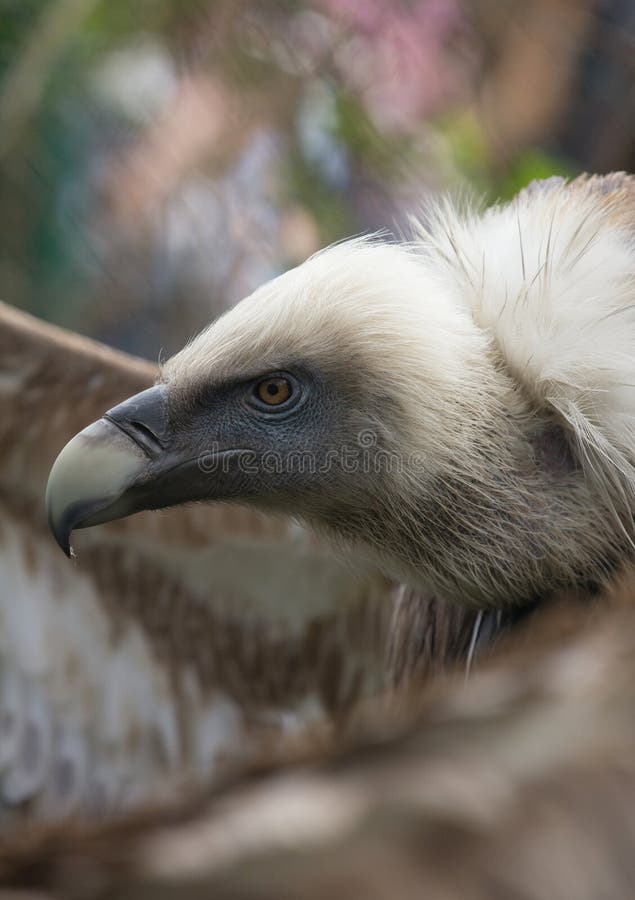 Head of Griffon Vulture Side View Stock Photo - Image of prey, wings ...