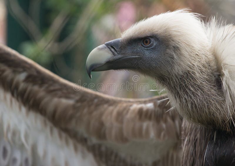 Head of Griffon Vulture Side View Stock Photo - Image of ruff, birds ...