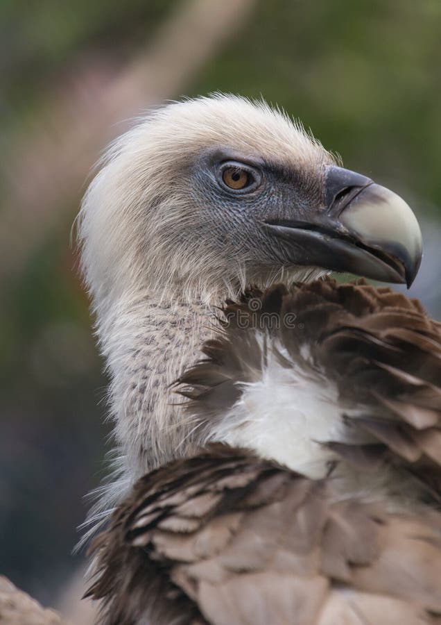 Head of Griffon Vulture Side View Stock Image - Image of neck, wings ...