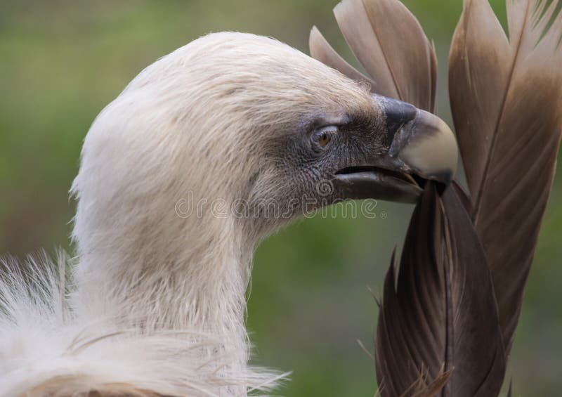 Head of Griffon Vulture Side View Stock Photo - Image of feathers, beak ...