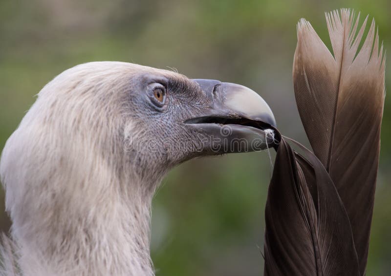 Head of Griffon Vulture Side View Stock Image - Image of majestic ...