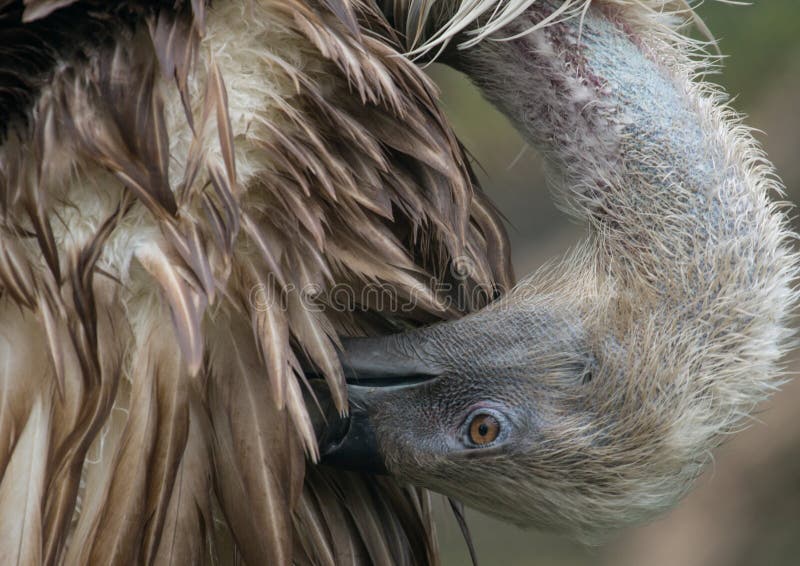 Head of Griffon Vulture Side View Stock Photo - Image of head, neck ...